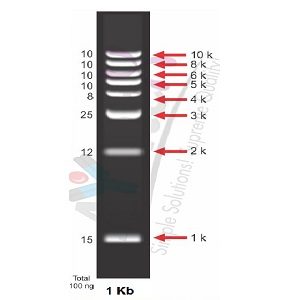 1 kb DNA Ladder - Ayonex