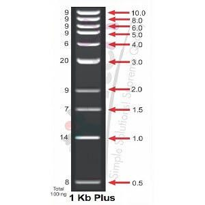250 bp DNA Ladder - Ayonex